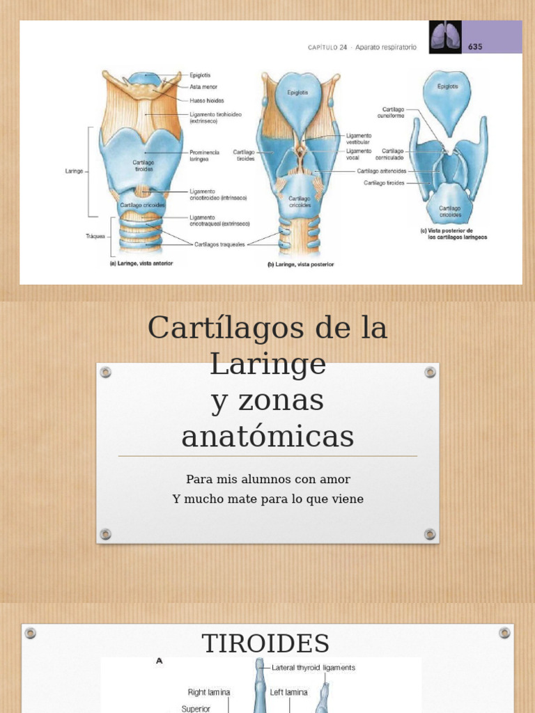 Cartílagos de la Laringe y zonas anatómicas | PDF | Laringe | Anatomía ...