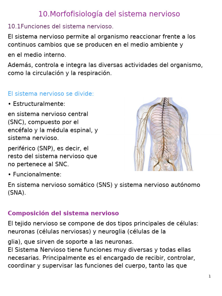 Morfofisiologia Del Sistema Nervioso | PDF | Sinapsis | Sistema nervioso