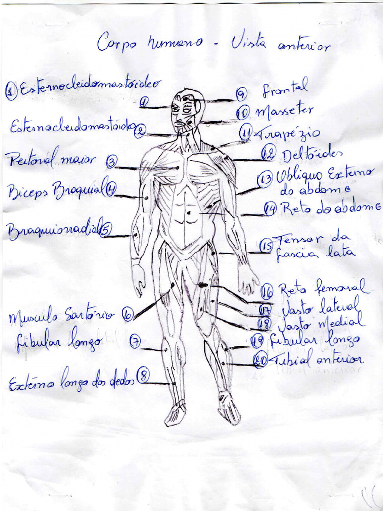 Vista Anterior e Posterior - Anatomia Humana | PDF