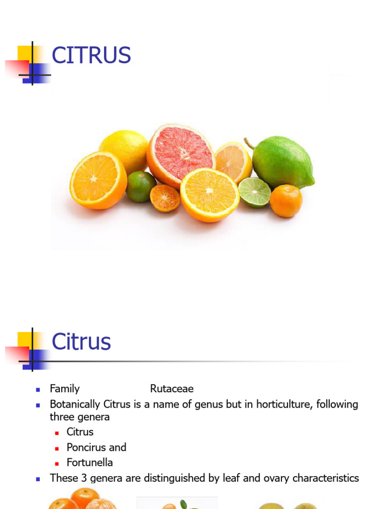L 2- Citrus | PDF | Citrus | Orange (Fruit)