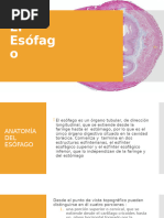 ESÒFAGO (Anatomía, Embriología, Histología y Fisiología) | PDF ...