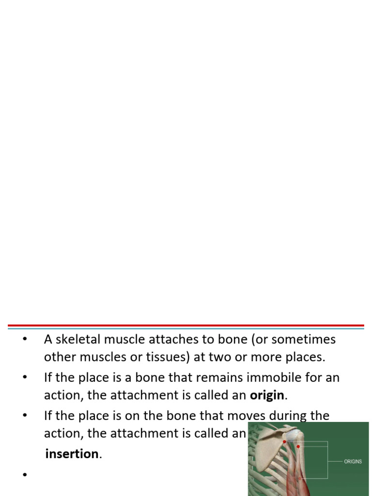 Muscle Micro Tears in Skeletal Tissue | PDF | Muscle Contraction ...