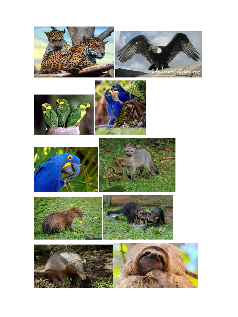 Imágenes Fauna Región Andina | PDF