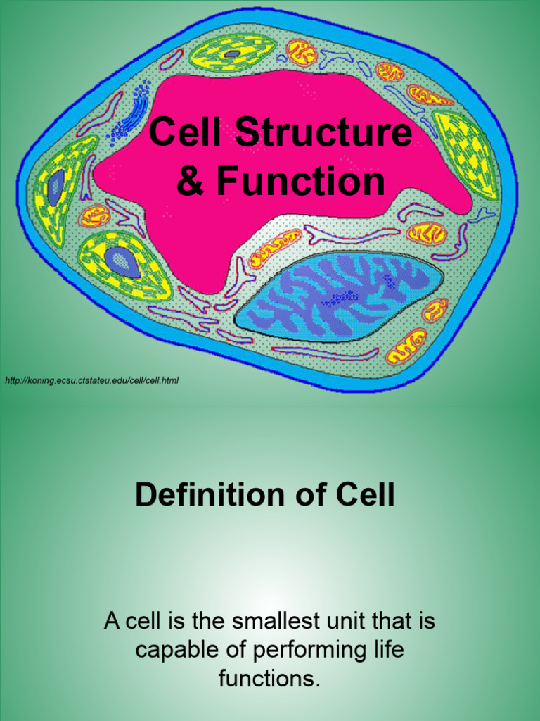 Cell Structure and Function Class 8 | PDF | Cell (Biology) | Chloroplast