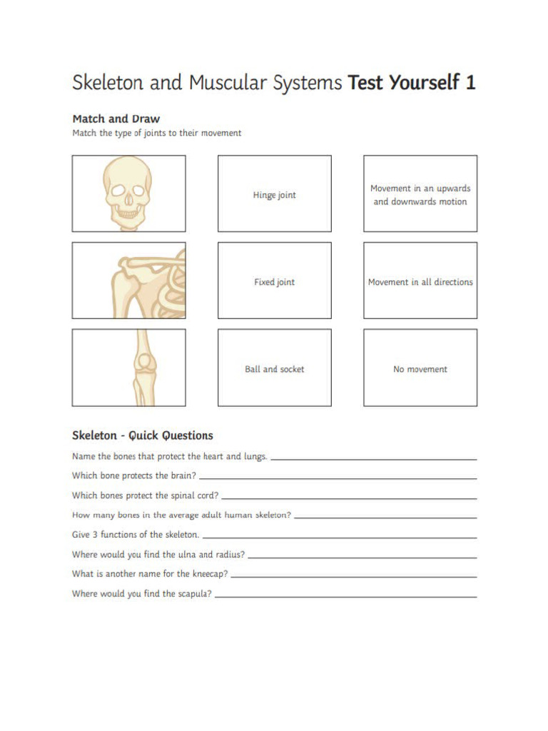 Skeletal and Muscular System Work Sheet | PDF