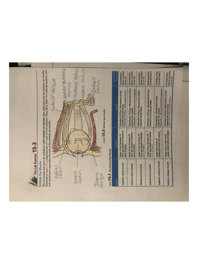 CourseHero Study Source Download | PDF