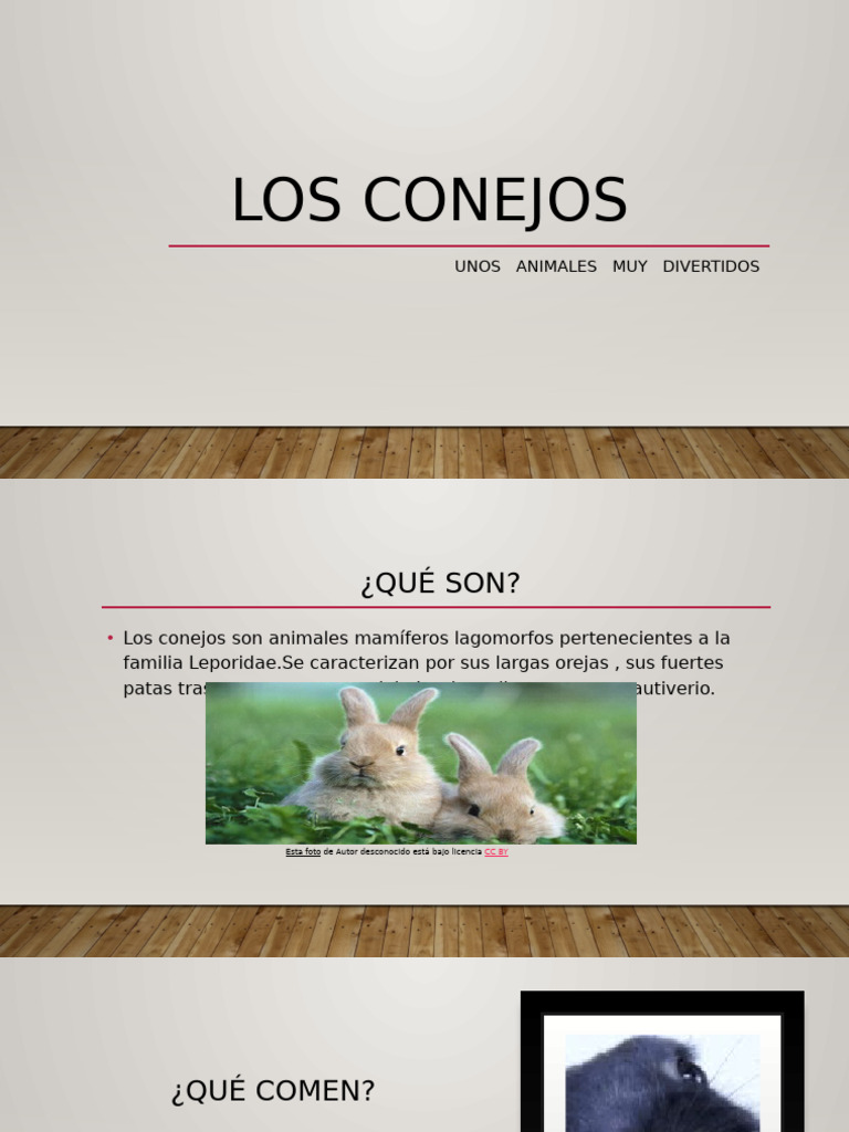 Los Conejos | PDF