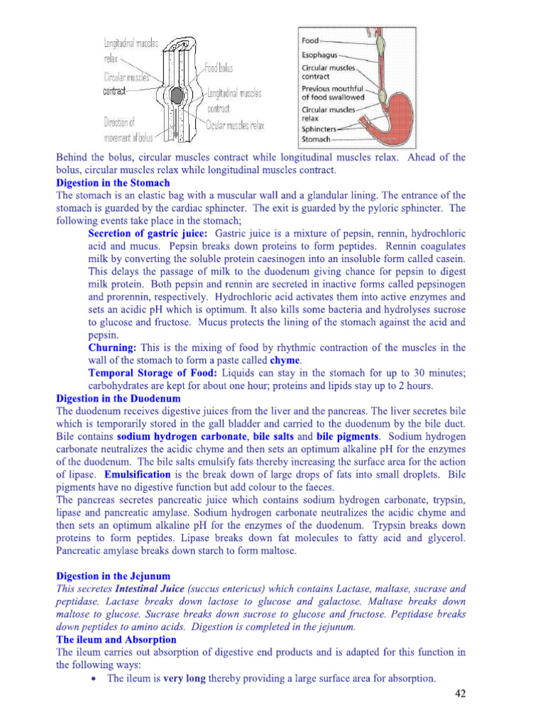 Bolus Diagram | PDF
