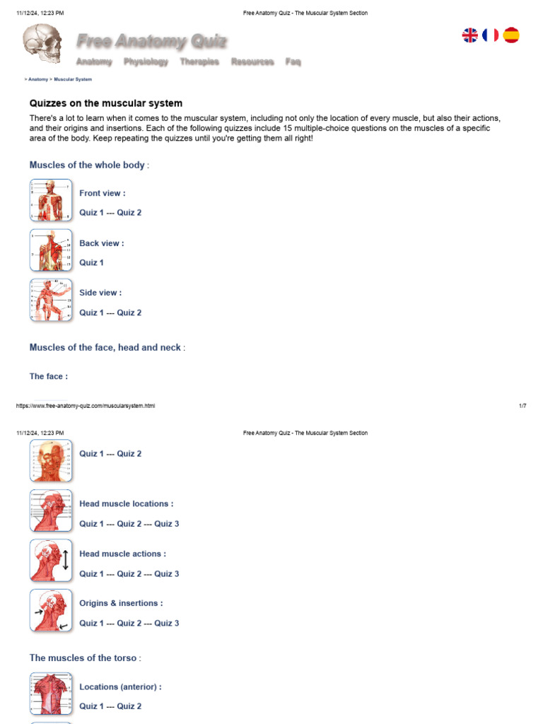 Ee Anatomy Quiz - The Muscular System Section | PDF | Anatomy | Human Leg
