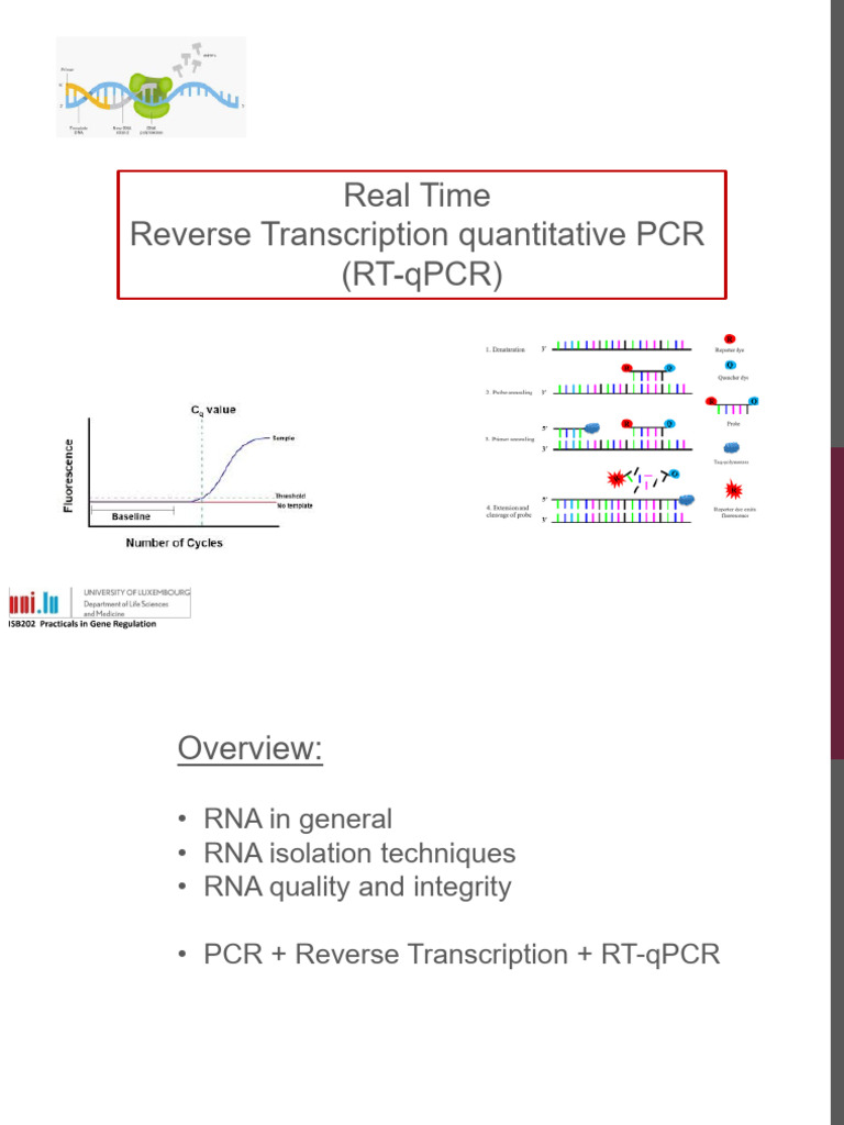 Lecture RNA-extraction-RT-qPCR 2024 | PDF | Real Time Polymerase Chain Reaction | Reverse ...