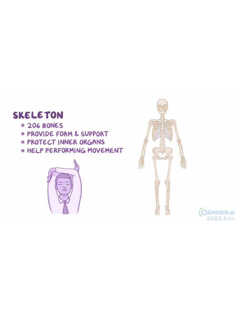 2.skeletal System (Skeleton & Joints) | PDF