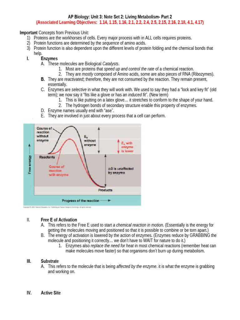 Unit 3 Note Set 2- AP Biology Living Metabolism Part 2 | PDF | Enzyme ...