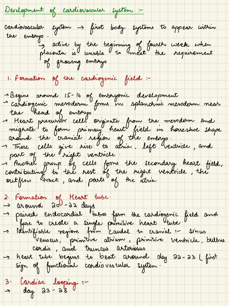 Development of Cardiovascular System | PDF | Heart | Atrium (Heart)