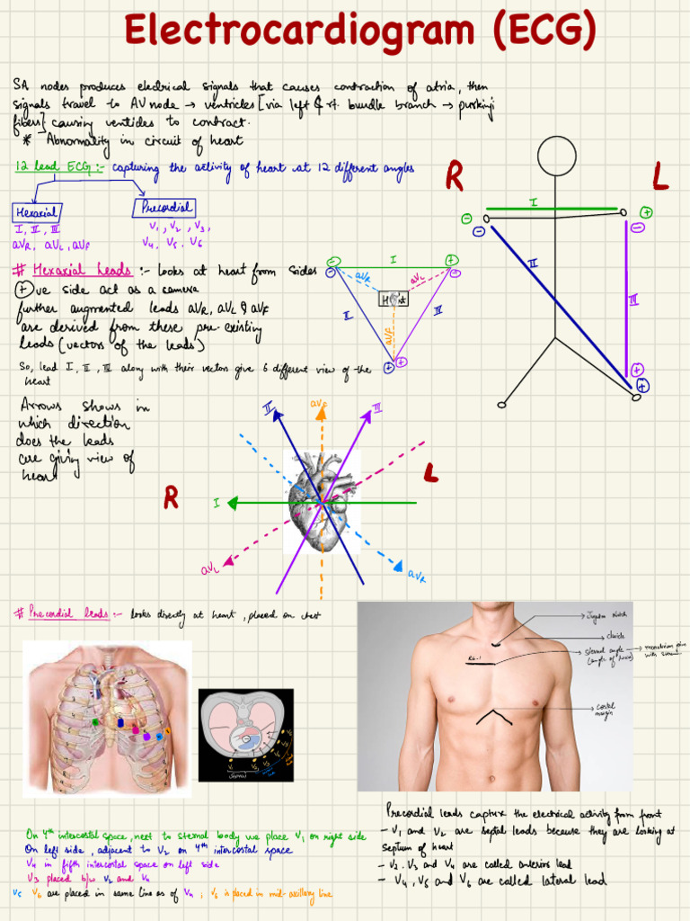 Basics of ECG | PDF | Electrocardiography | Thorax (Human Anatomy)