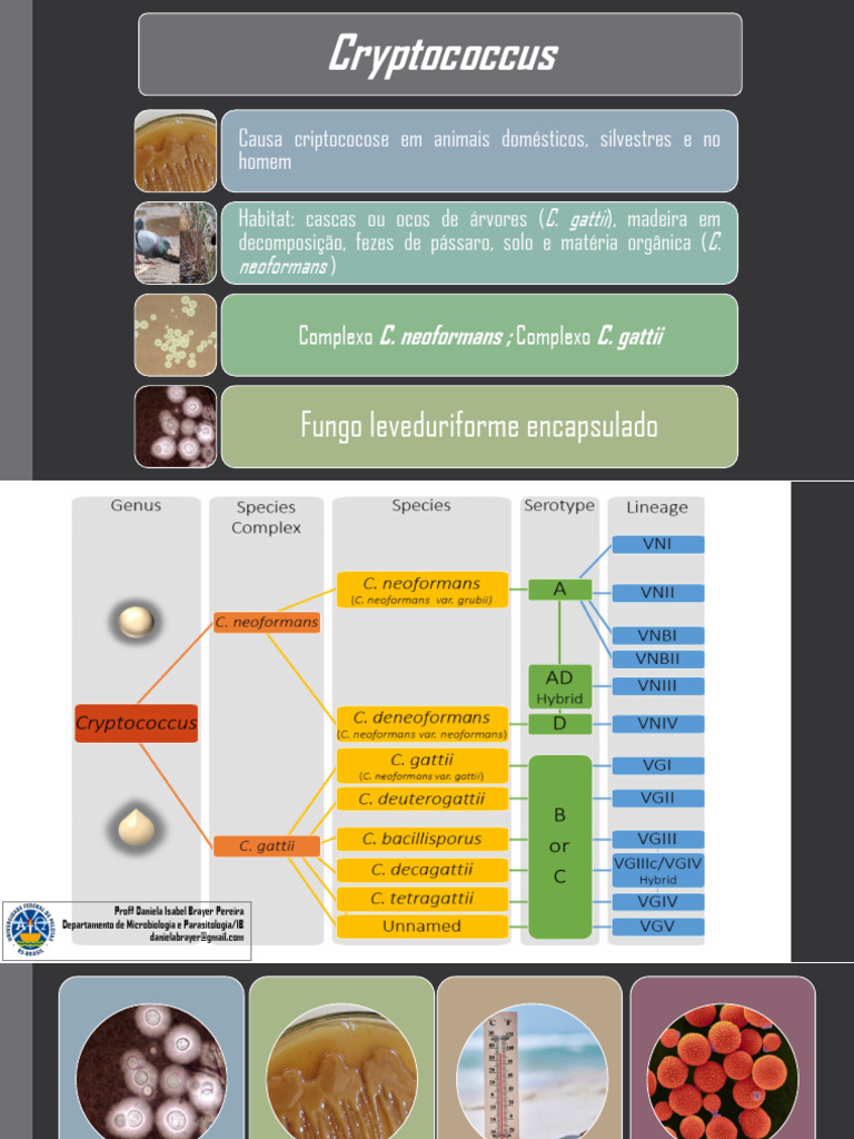 Criptococose e Aspergilose em Animais | PDF | Fungo