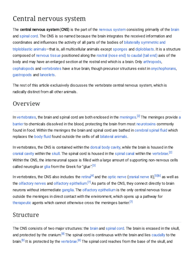 Central Nervous System - Wikipedia | PDF | Central Nervous System | Brainstem