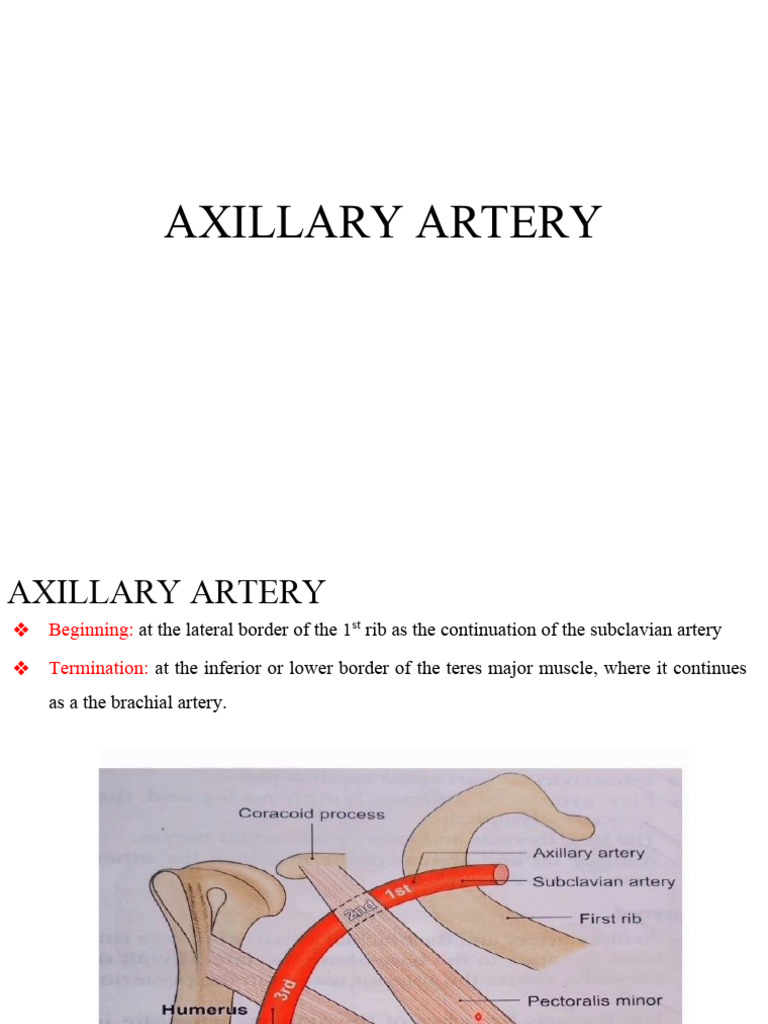 AXILLARY ARTERY | PDF | Soft Tissue | Limbs (Anatomy)