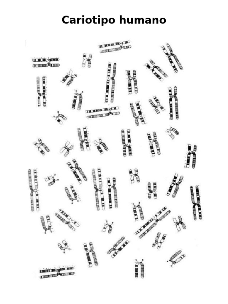 Cariotipo Humano - Recortes | PDF