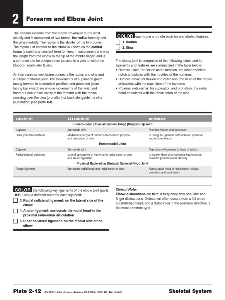 Actividad Codo Y Mano Repaso Pdf Elbow Hand