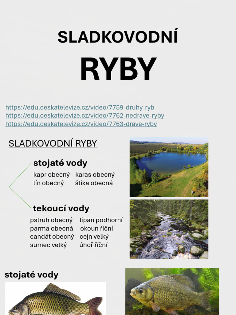 Prezentace Ryby | PDF