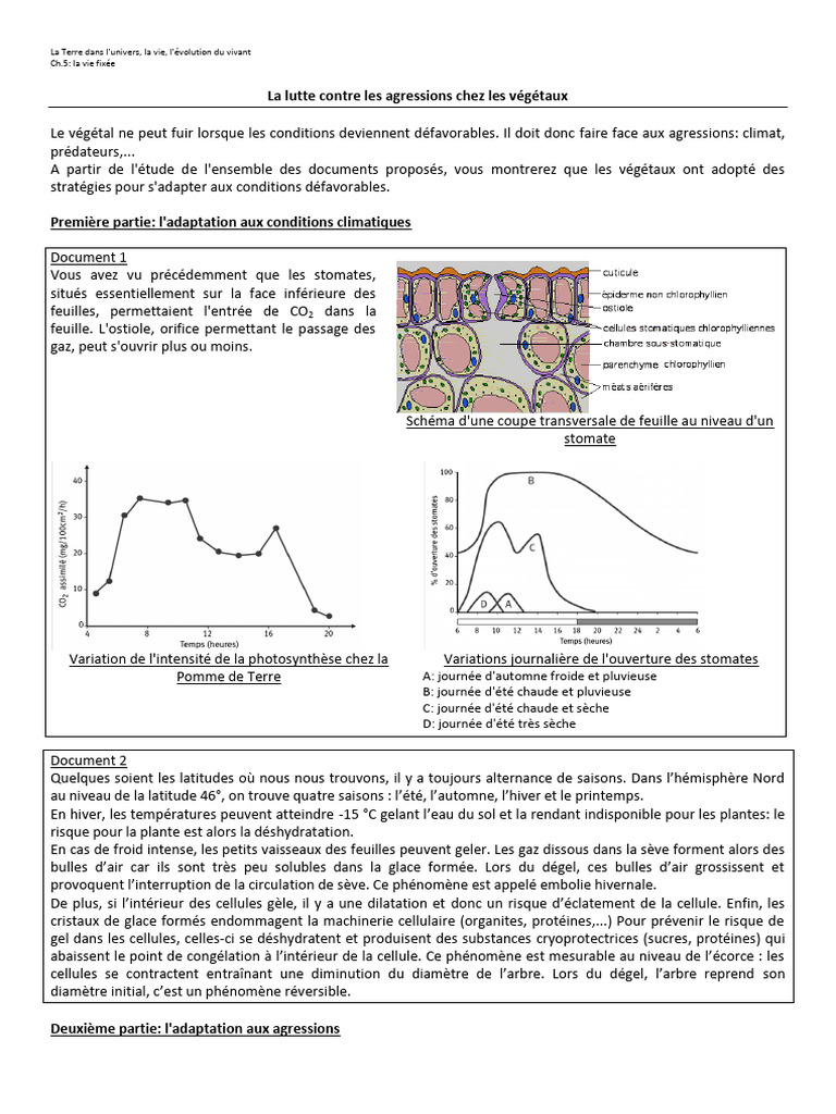 Adaptations des plantes aux agressions | PDF | Plantes | Feuille