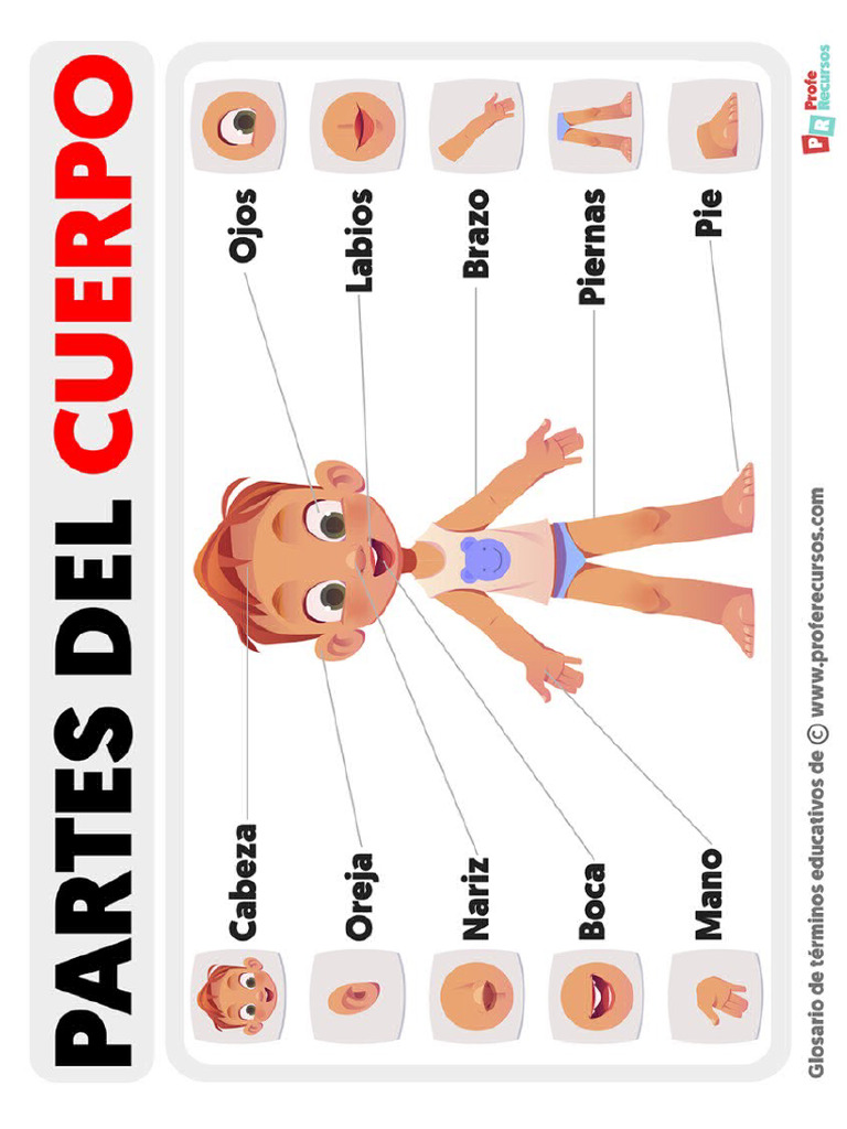 Partes Del Cuerpo | PDF