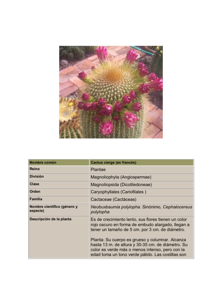 Cactus | PDF | Extinción | Plantas