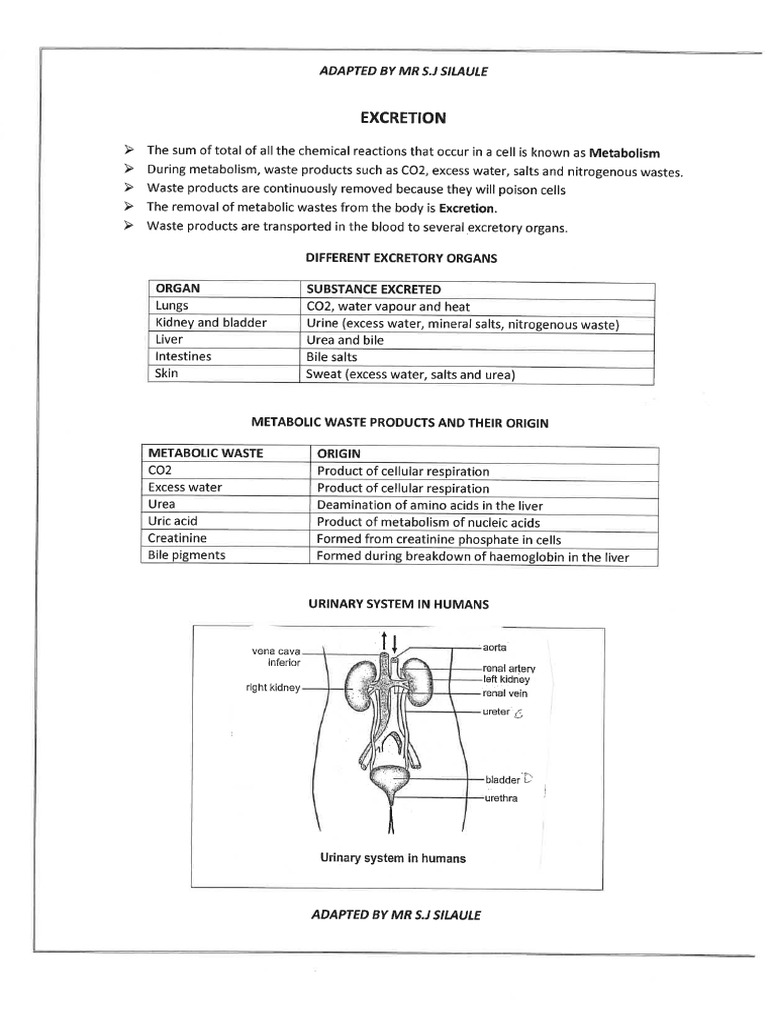 Excretion Notes | PDF