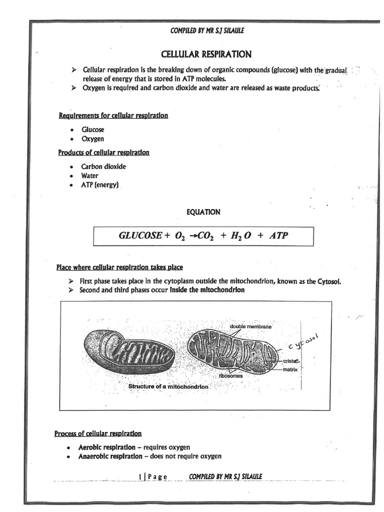Cellular Respiration Notes | PDF