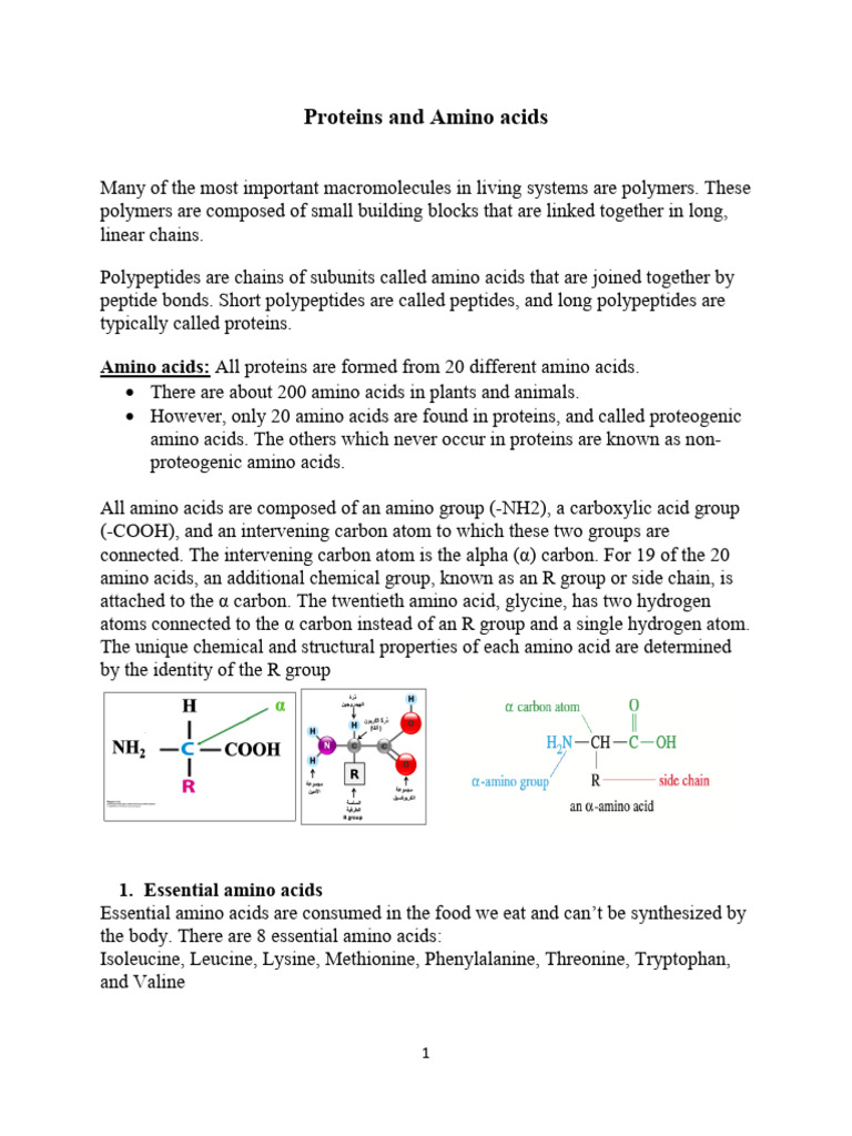 Proteins and Amino Acids Overview | PDF | Amino Acid | Proteins