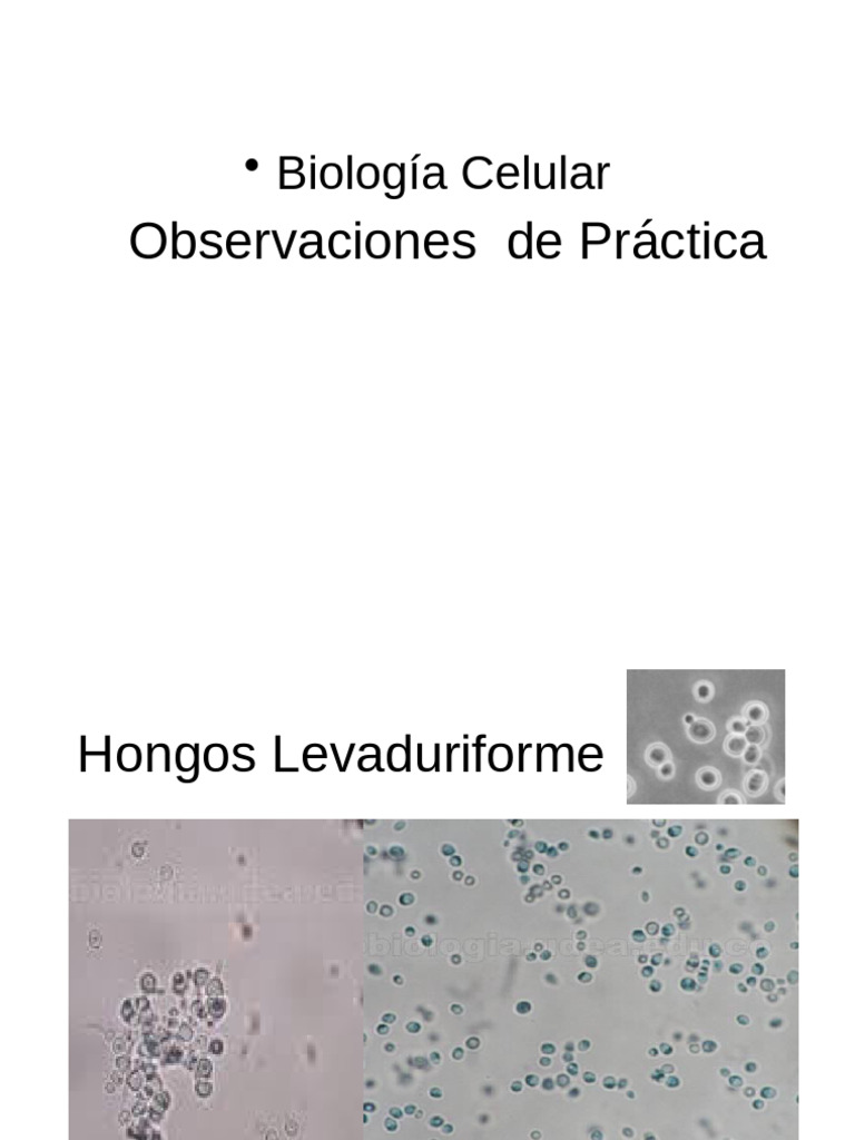 Imagenes Práctica Bio Celular | PDF | Biología Celular) | Mitosis