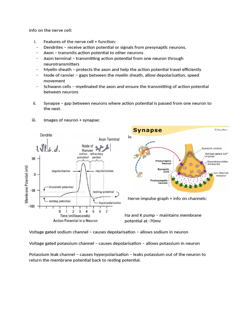 Nerve Cells Summary | PDF