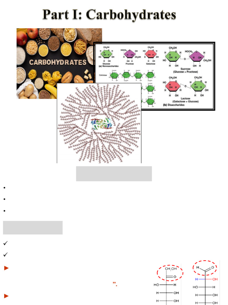 Carbohydrate Introduction | PDF | Carbohydrates | Polysaccharide