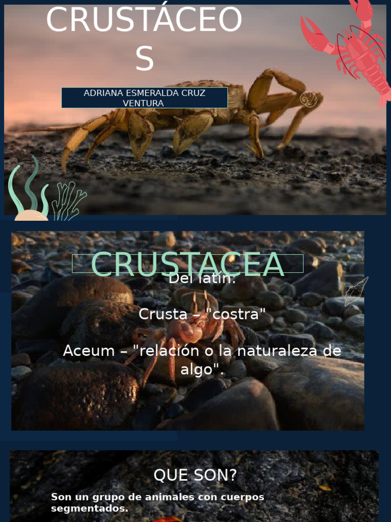 ¿Qué son los crustáceos? | PDF | Ciencias sociales | Ciencia y matemáticas