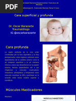 Región Fosa Cigomática | PDF | Anatomía | Cabeza y cuello humanos