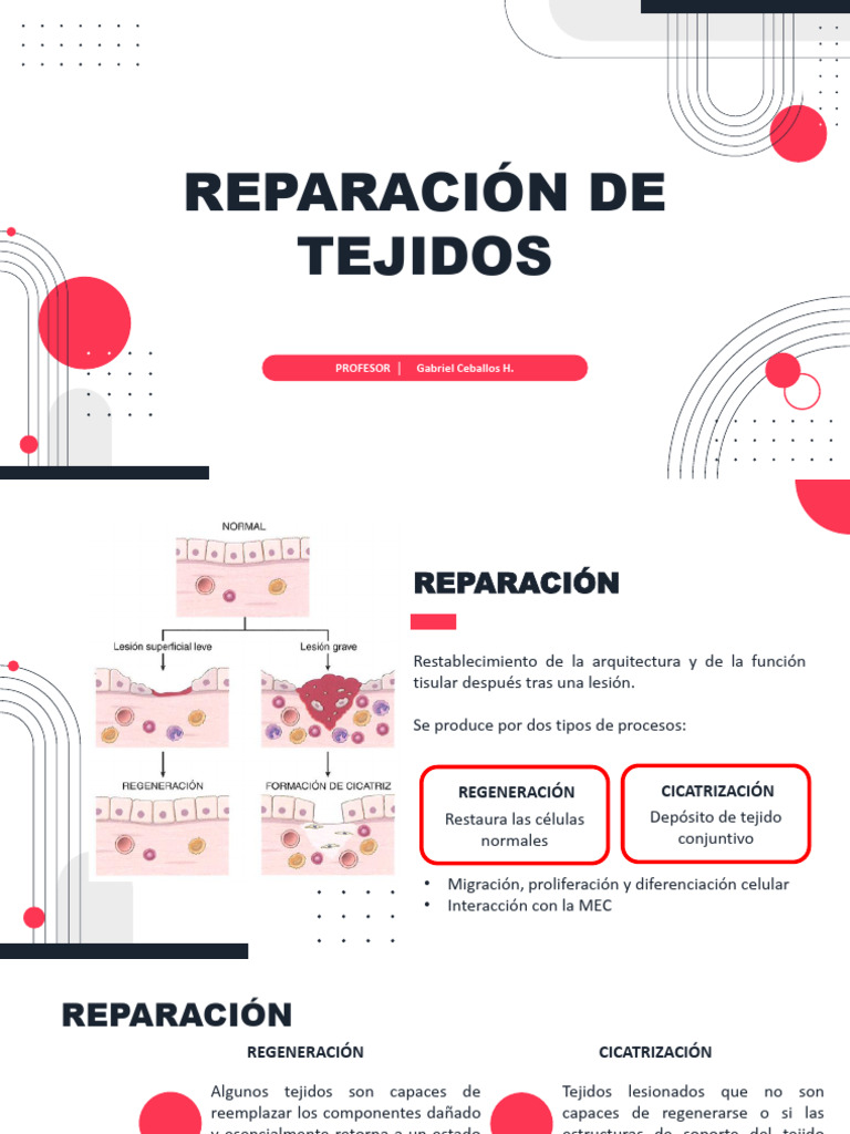 Reparacion de Tejidos | PDF | Cicatrización de la herida | La matriz extracelular