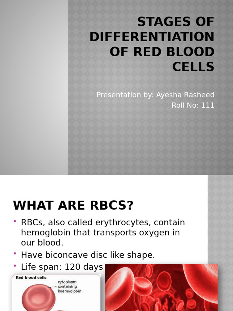 Stages of Differentiation of Red Blood Cells | PDF