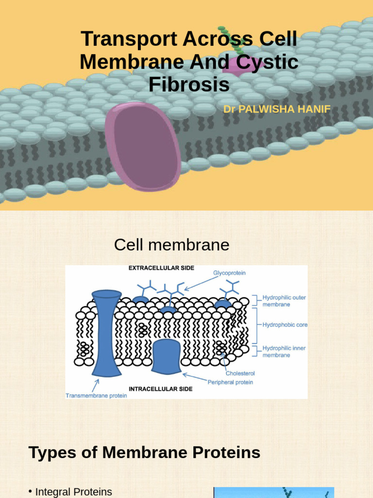 6-Transport Across Cell Membrane - CF | PDF | Diseases And Disorders ...