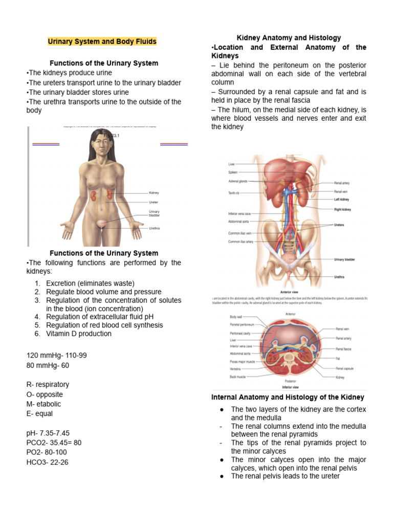 anaphy-lab | PDF | Kidney | Urinary System