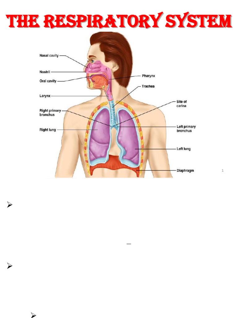 4 Respiratory system | PDF | Lung | Respiratory Tract