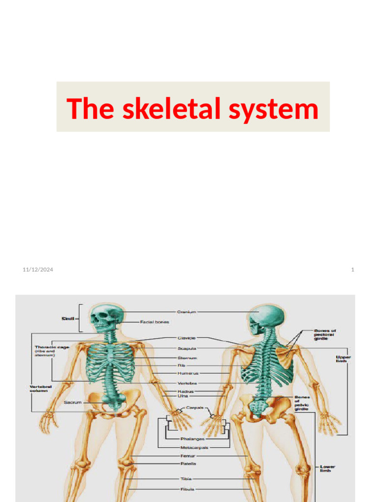 2 Skeletal Sys | PDF | Pelvis | Skull