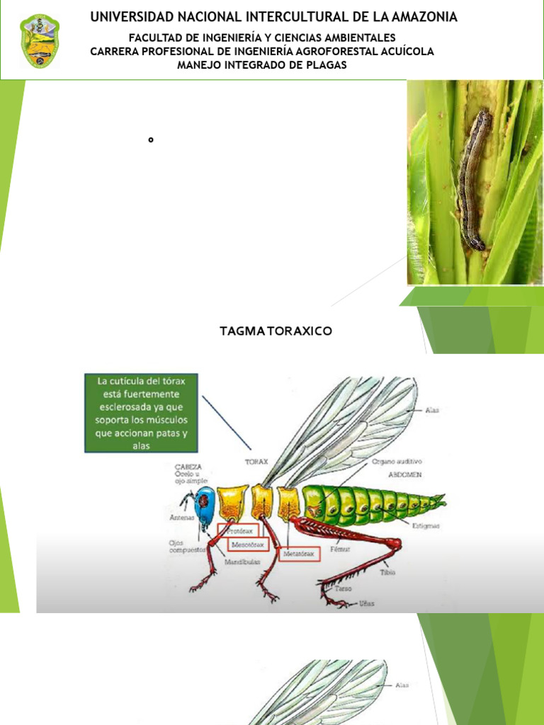 3° Sesión Teórica. Tagma Toraxico | PDF | Artrópodos | Artropodología