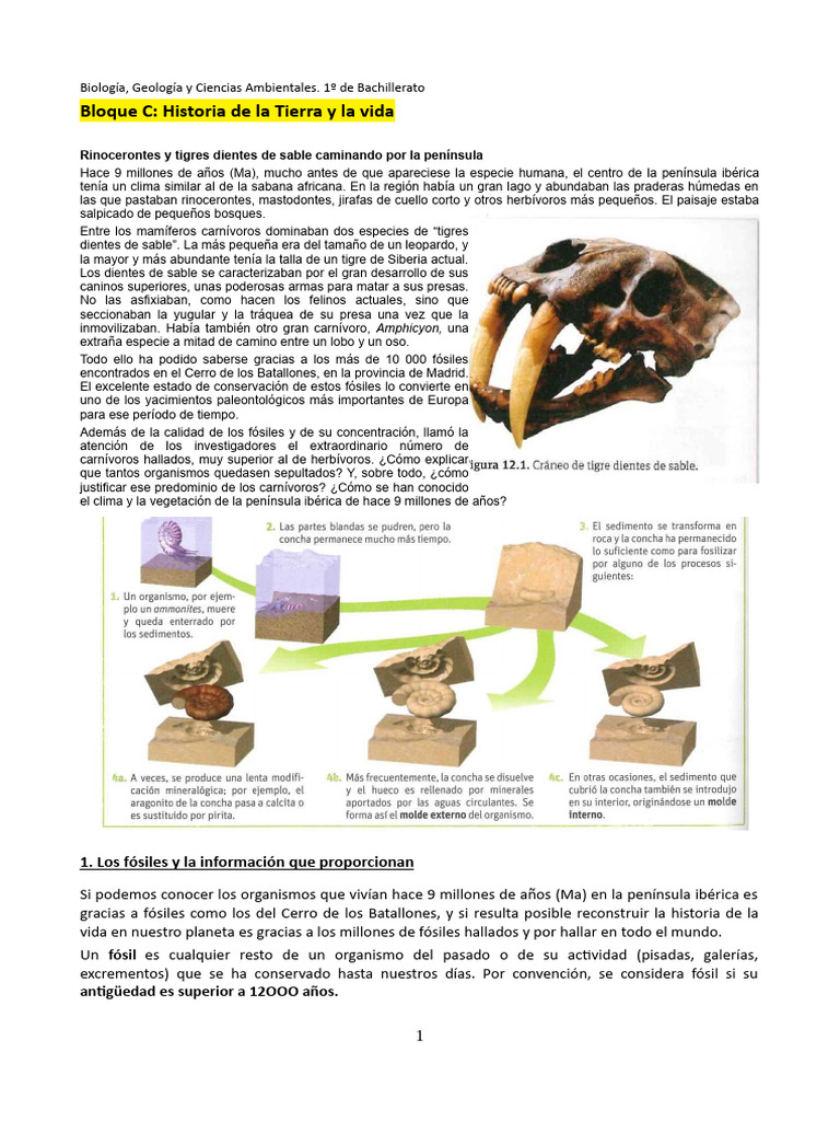 Bloque C | PDF | Isótopo | Estrato