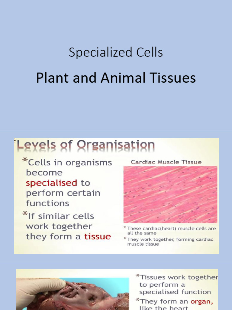 Specialized Cells | PDF | Epithelium | Muscle