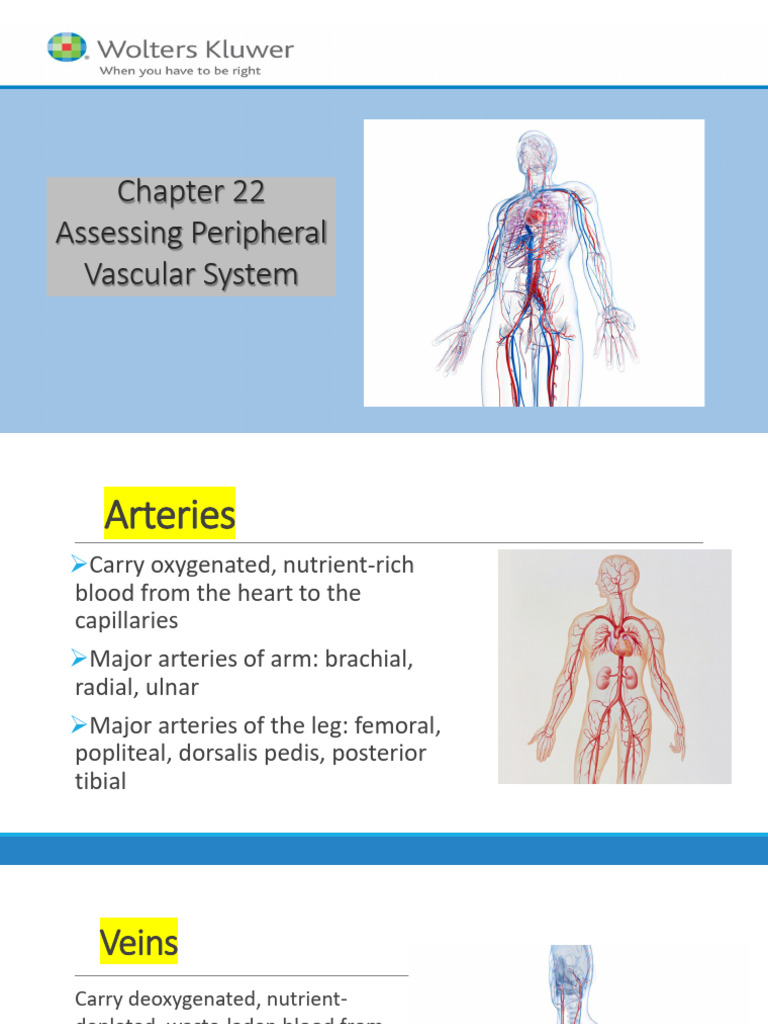 Chapter-22 | PDF | Vein | Blood Vessel