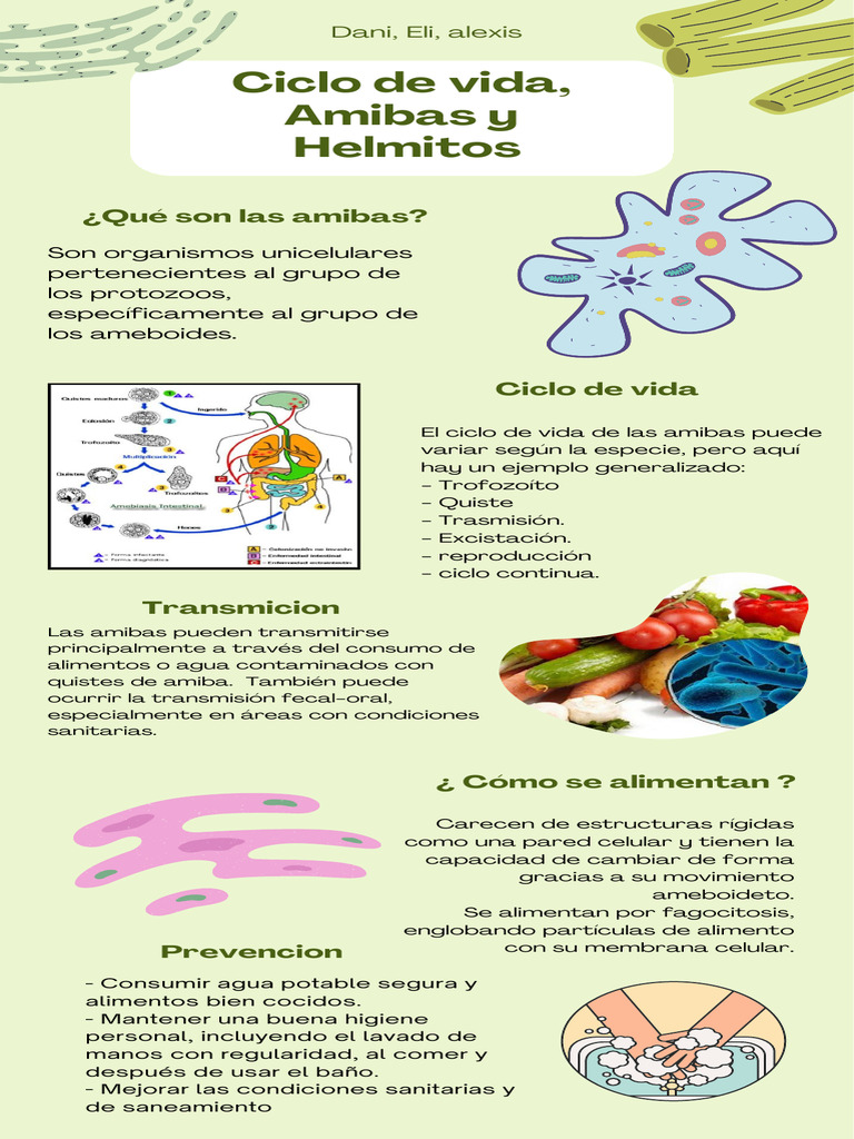 Ciclo de Vida de la Amebiasis | PDF | Microbiología