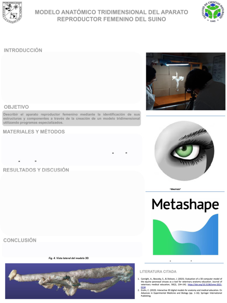 Poster Aparato Reproductor Hembra Porcino | PDF | modelado 3D | Sistema reproductivo