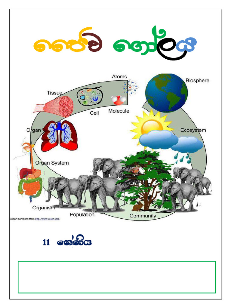 Grade 11jaiwa Goolaya 1 | PDF