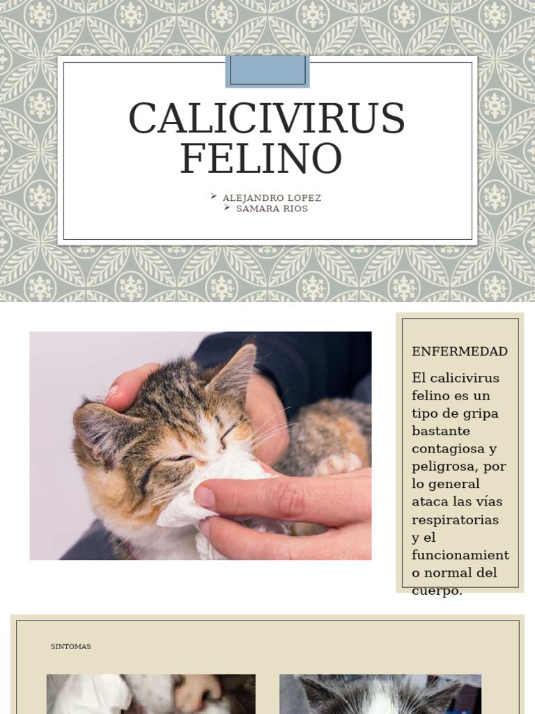 Calicivirus Felino: Síntomas y Tratamiento | PDF | Virus | Infección