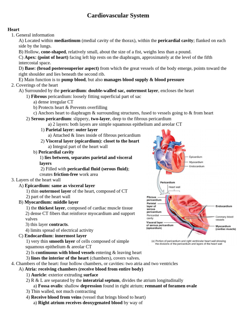 Cardiovascular System Outline | PDF | Heart Valve | Coronary Circulation